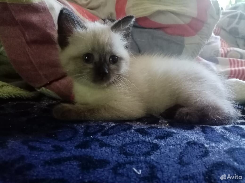 Кошечка