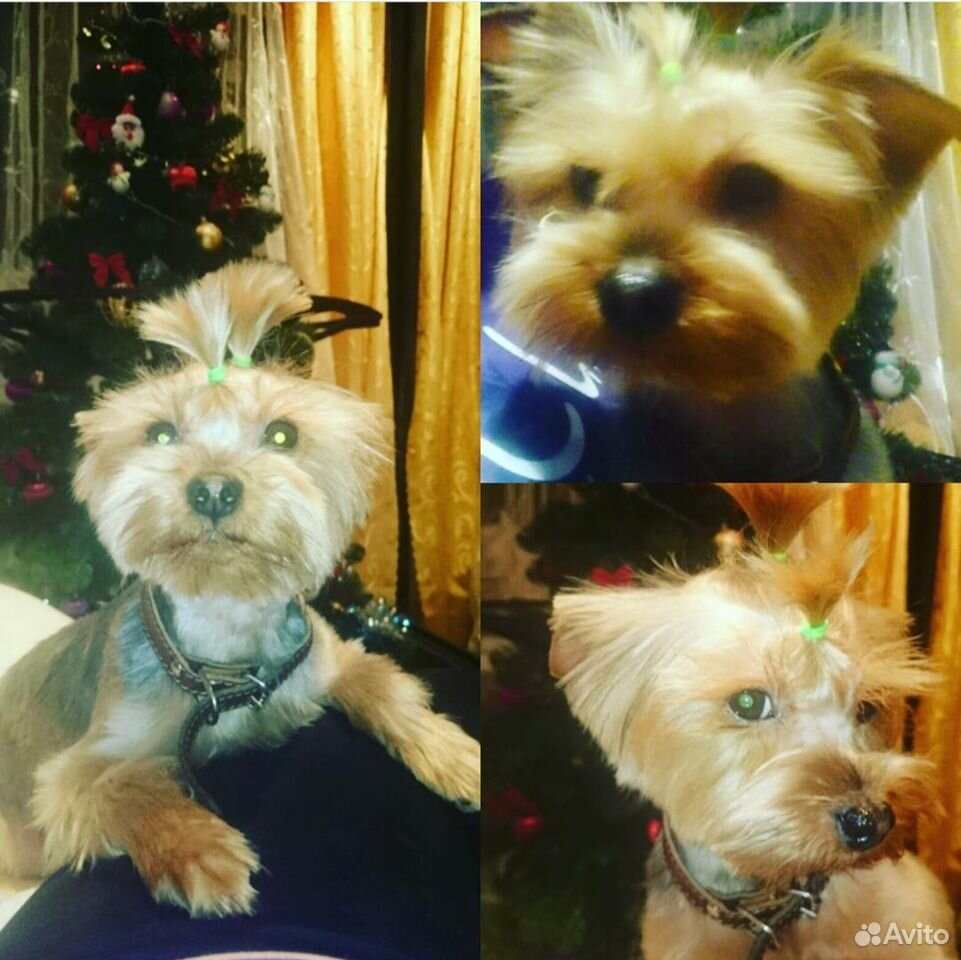 Еркширский терьер. Девочка. Отдам бесплатно