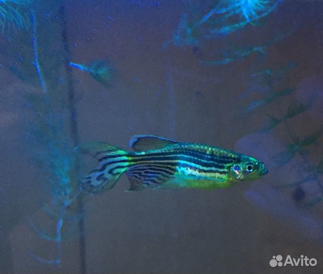 Рыбка Данио GLO