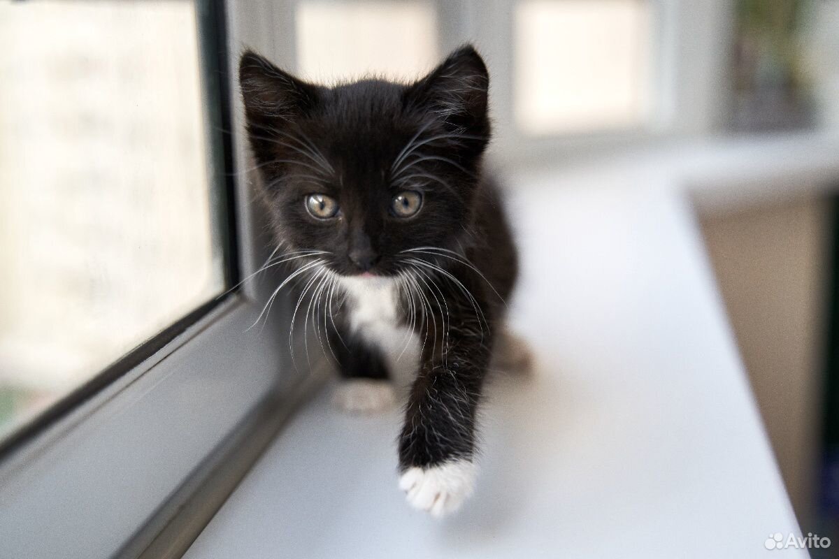 Черная кошка в белых носочках