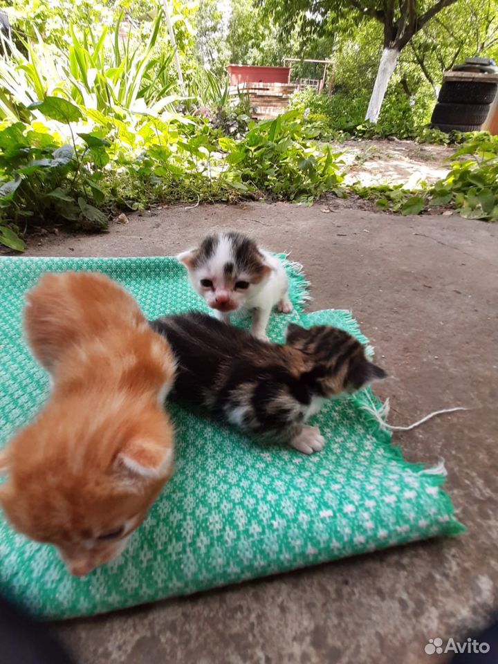 Отдаю котят в добрые руки