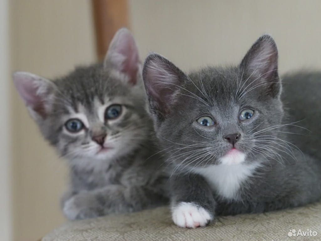 Котенок 1,5 мес девочки
