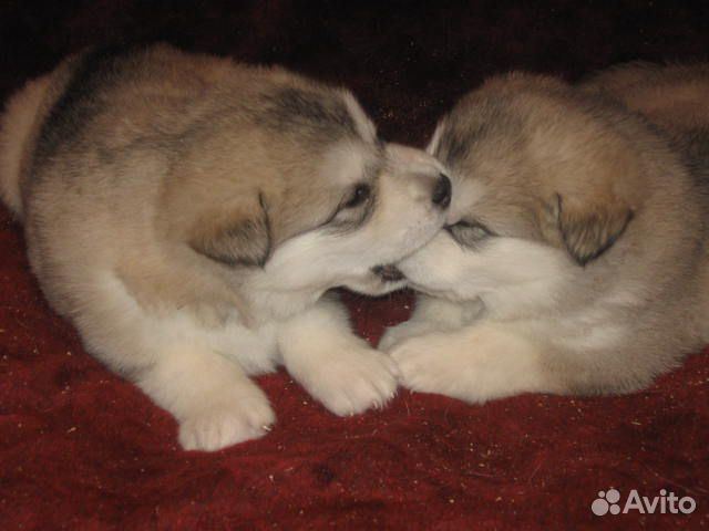 Маламуты крепыши и другие