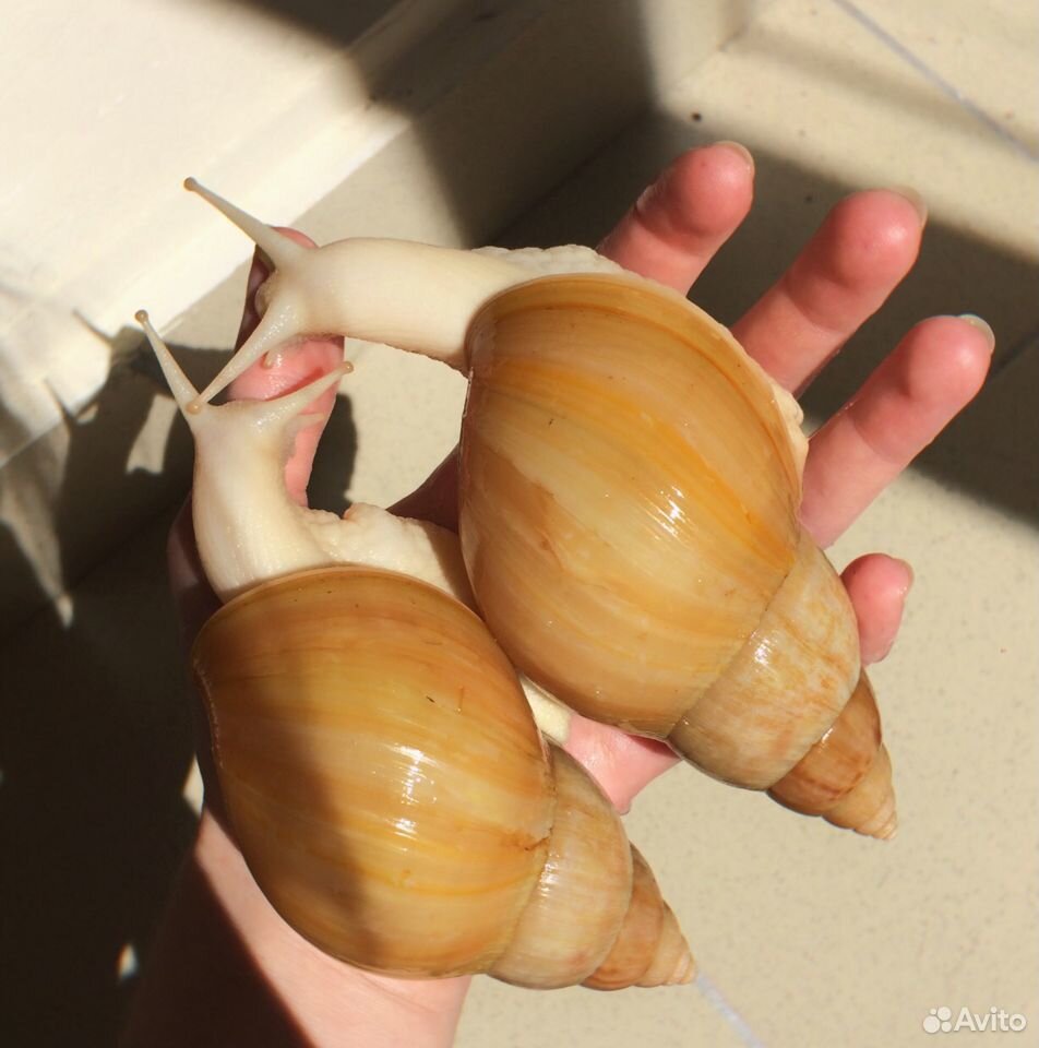 Ахатина Родаци