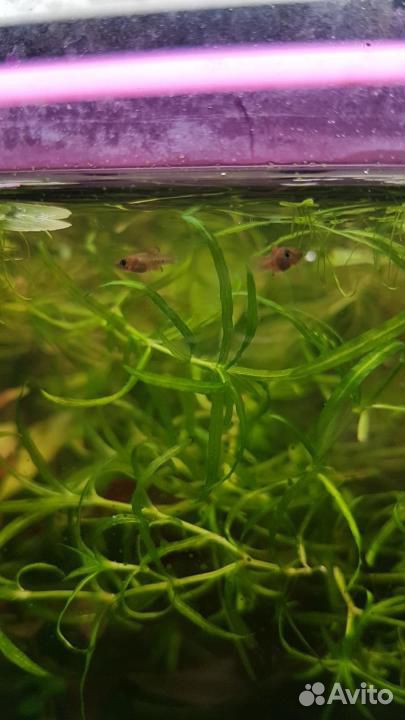 Мальки живородящих рыб. Еще без различий по видам