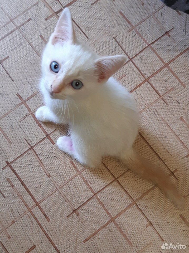 Котик ищет дом