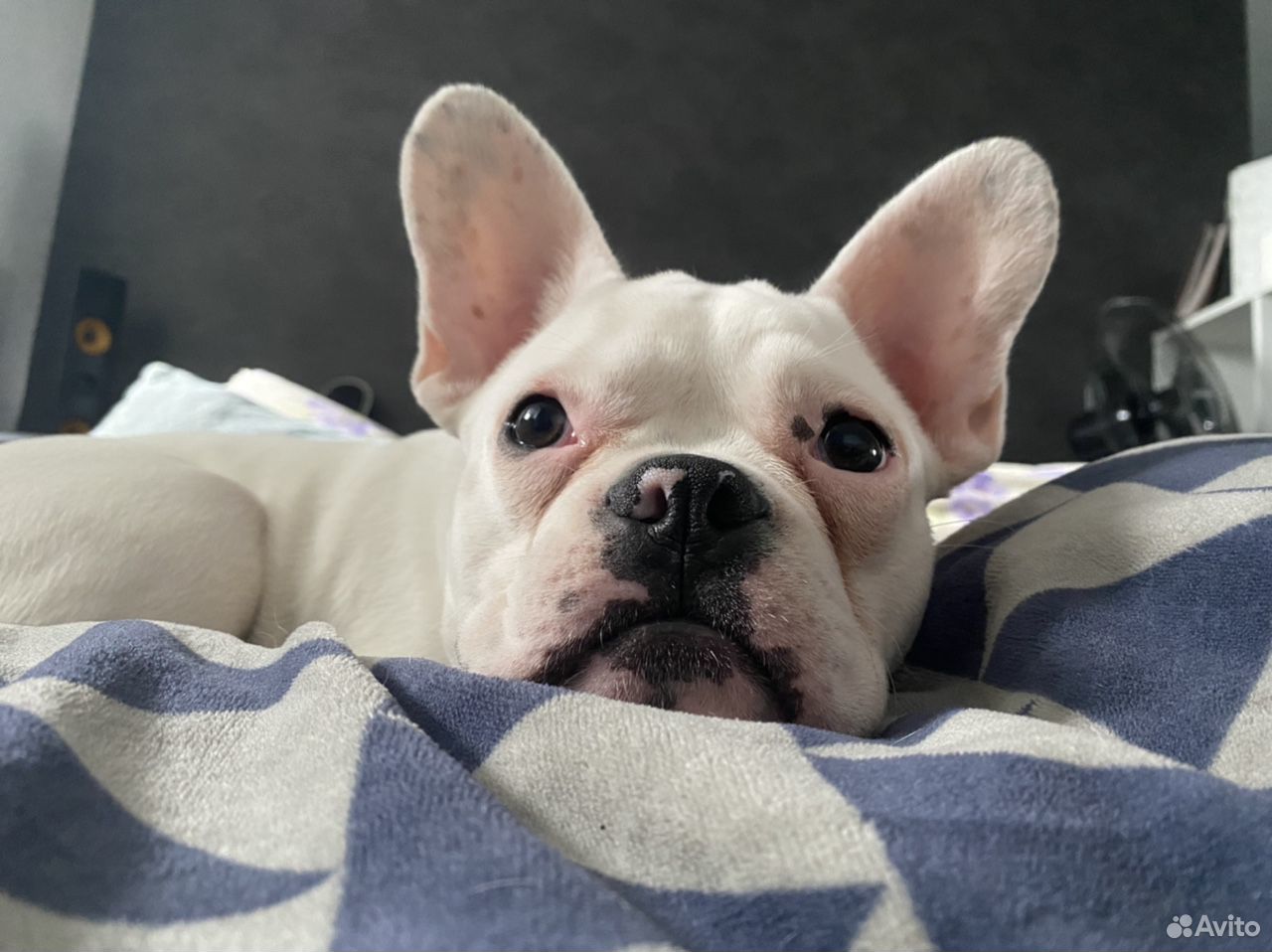 Французский бульдог