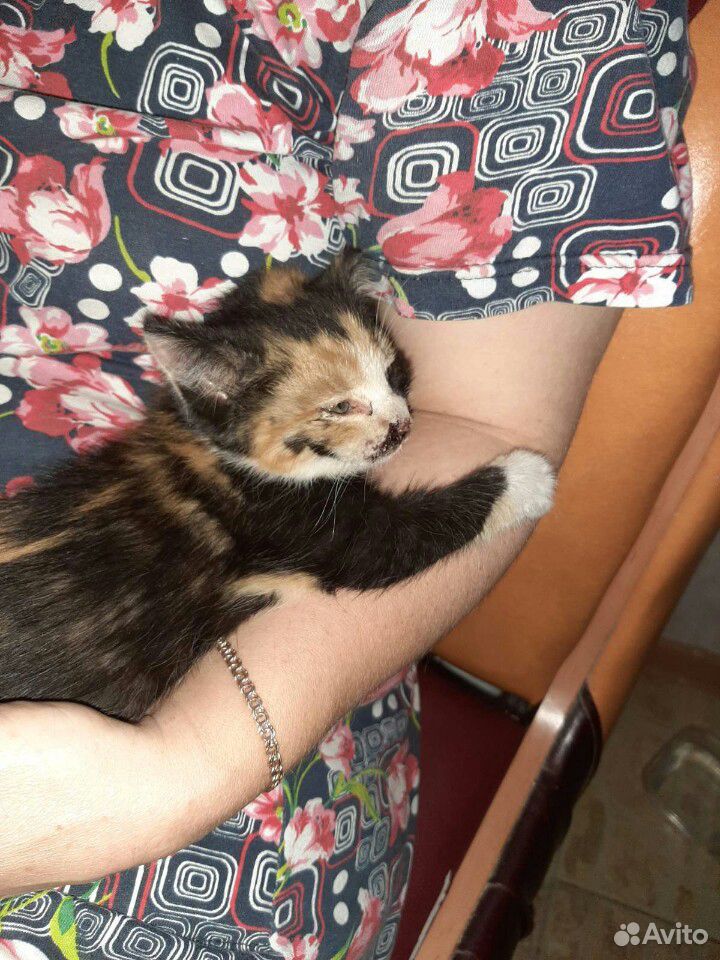 Котёнок