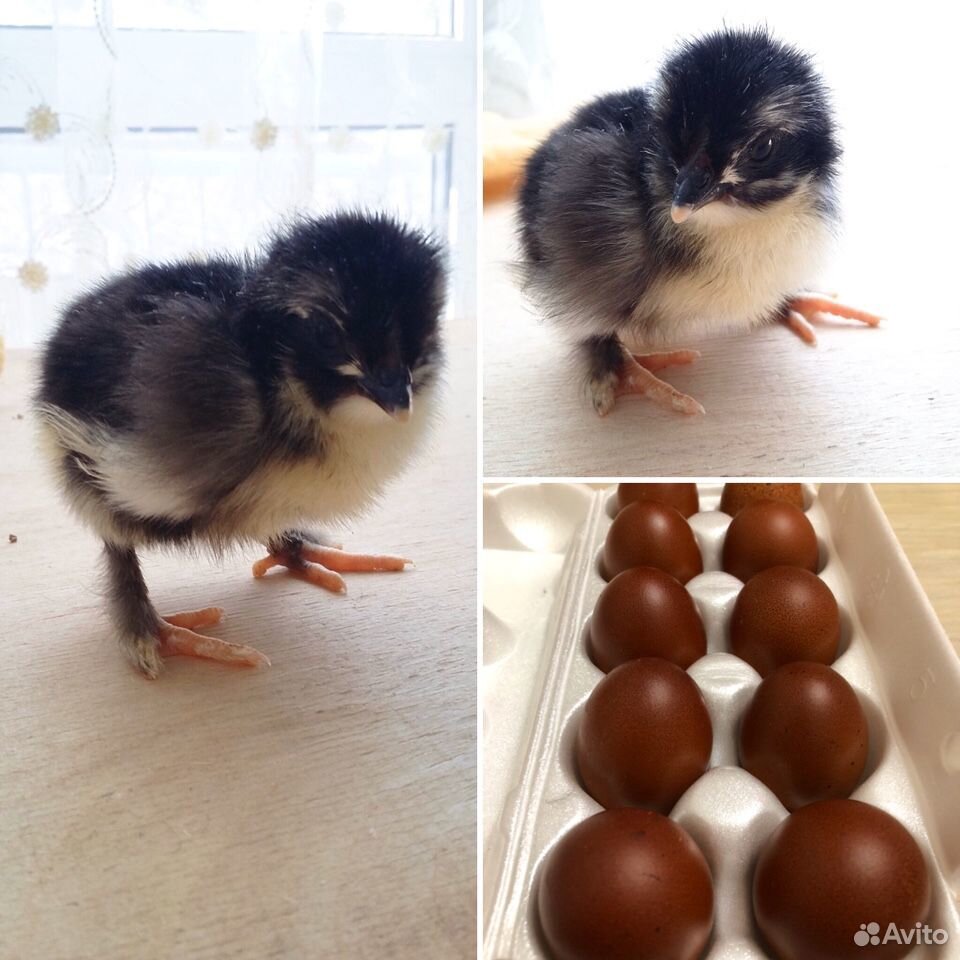 Цыплята Маран ч/м