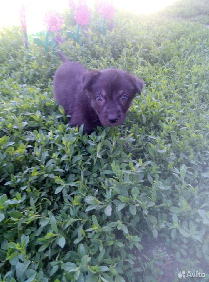 Щенок в добрые руки