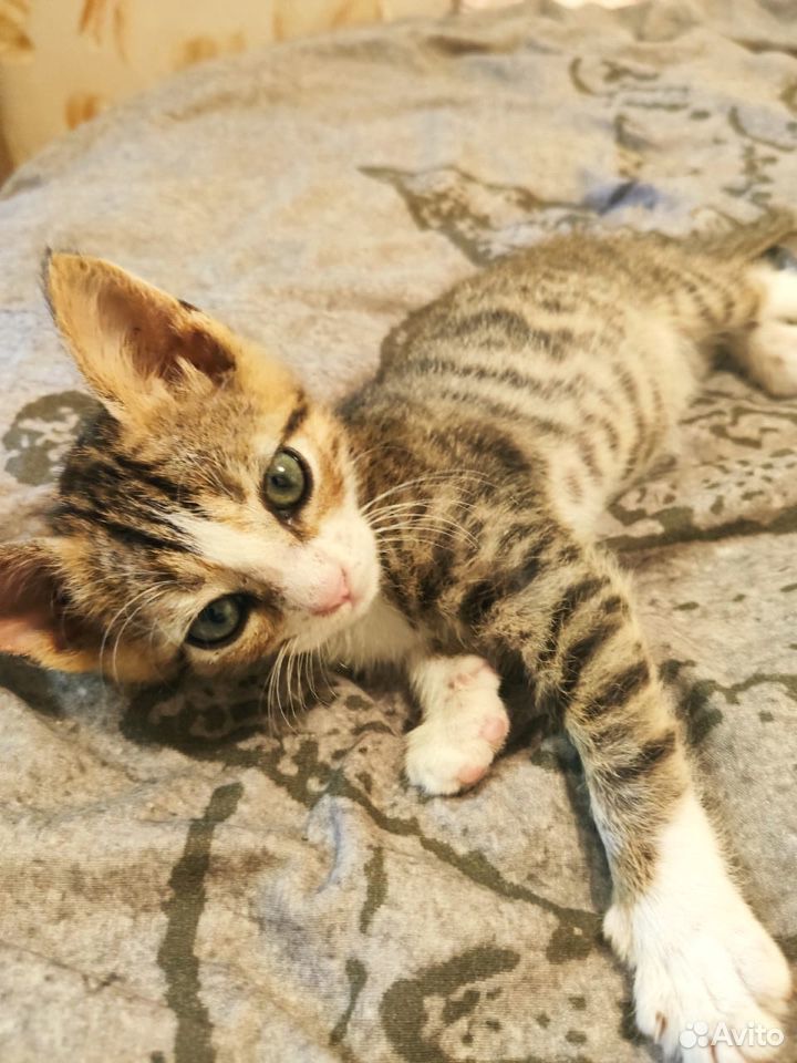 Кошка