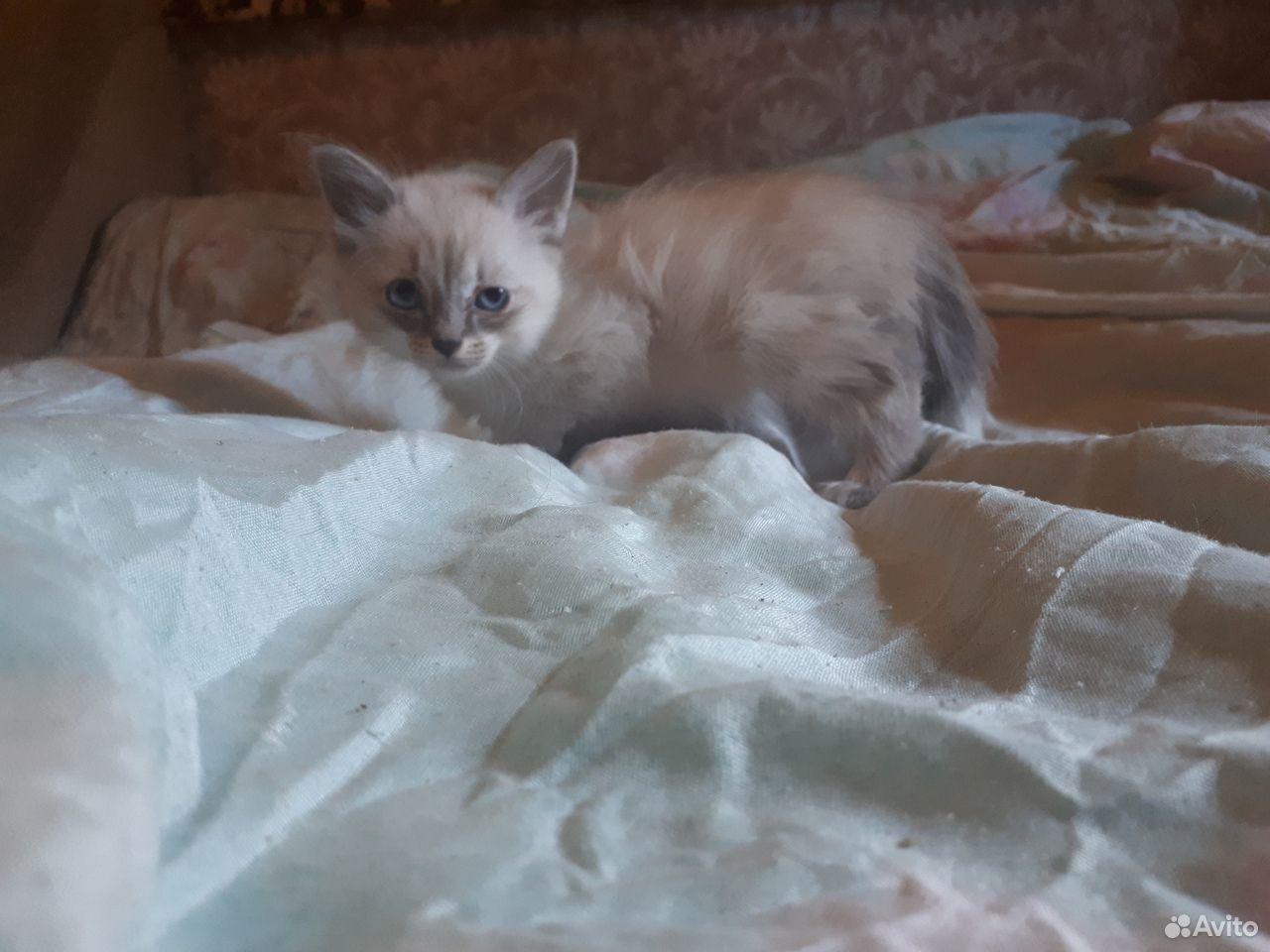 Тайские котятки
