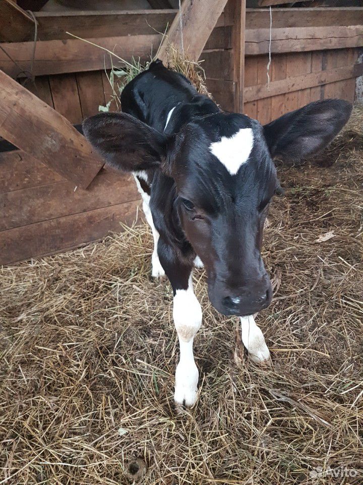 Бычок голштино-фризской породы