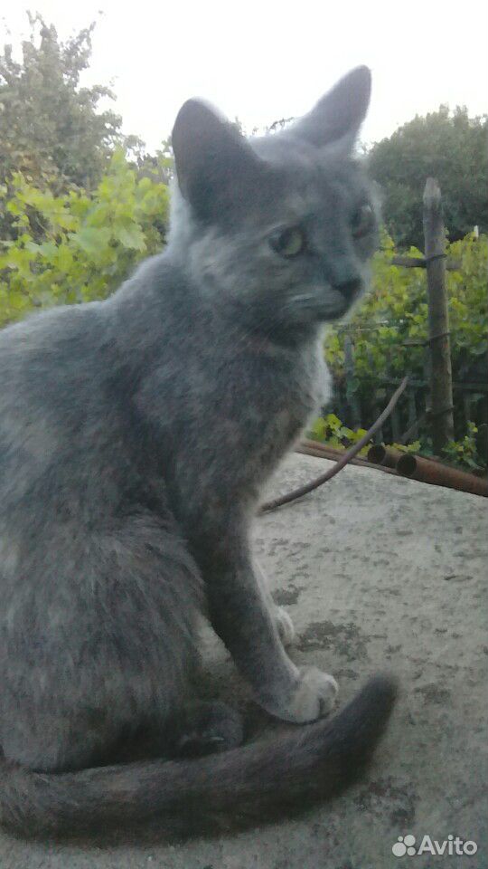 Кошка в добрые руки