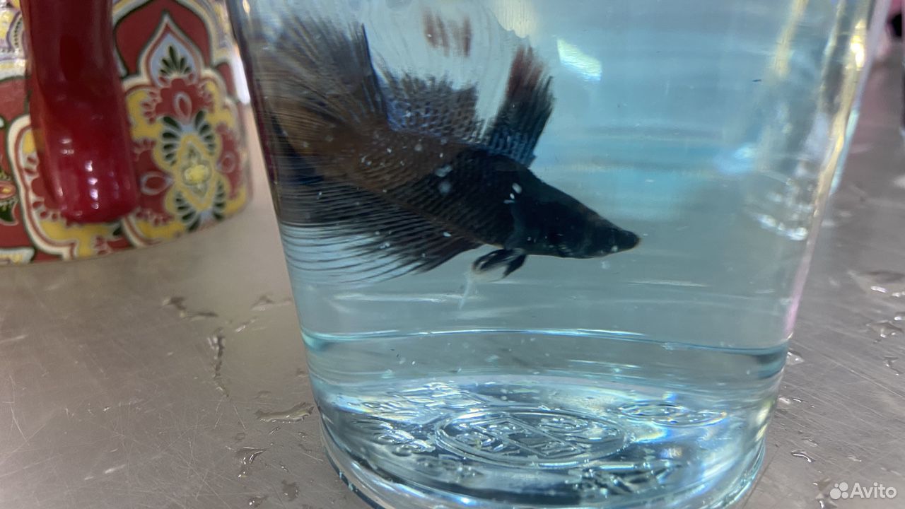 Петушок двойной хвост чёрный триколор