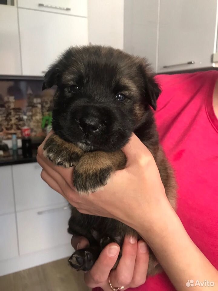 Щенки помесь с шарпеем