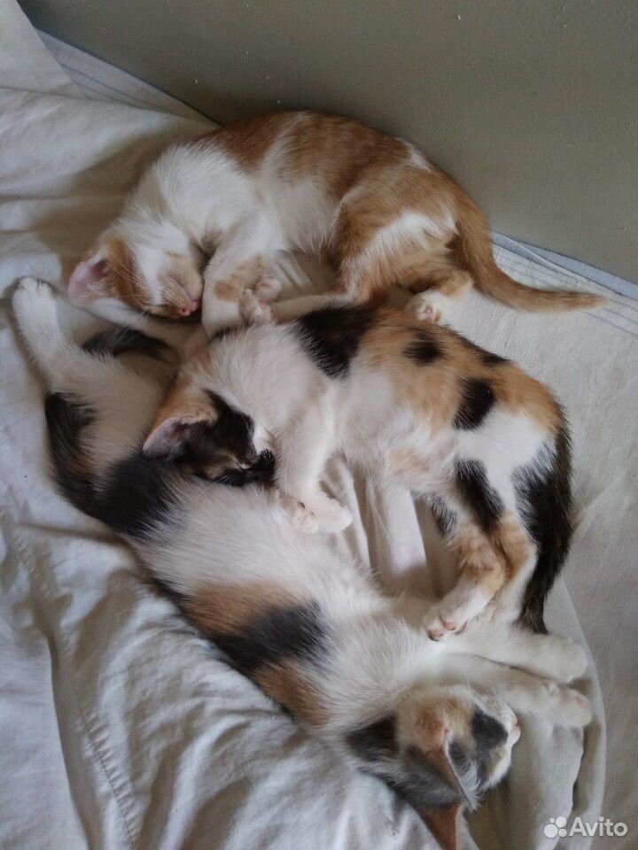 Котята 2 девочки и рыженький мальчик