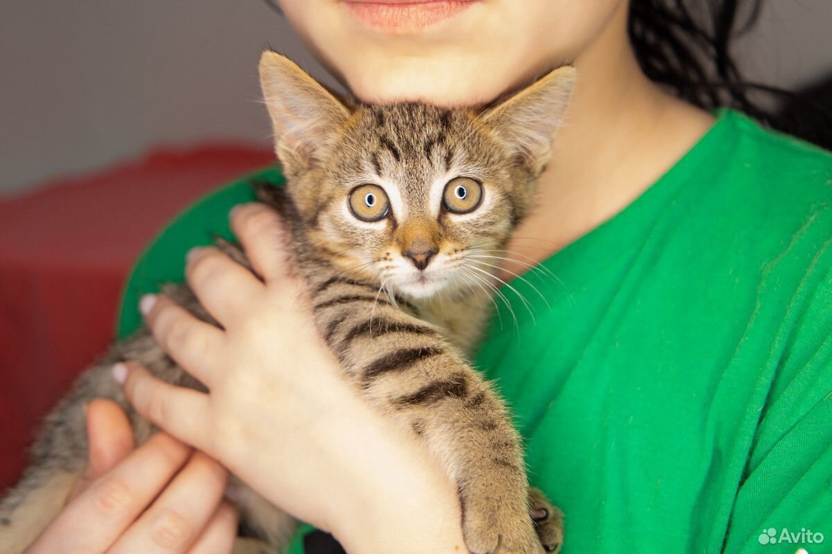 Котеное мальчик 1.5 месяца