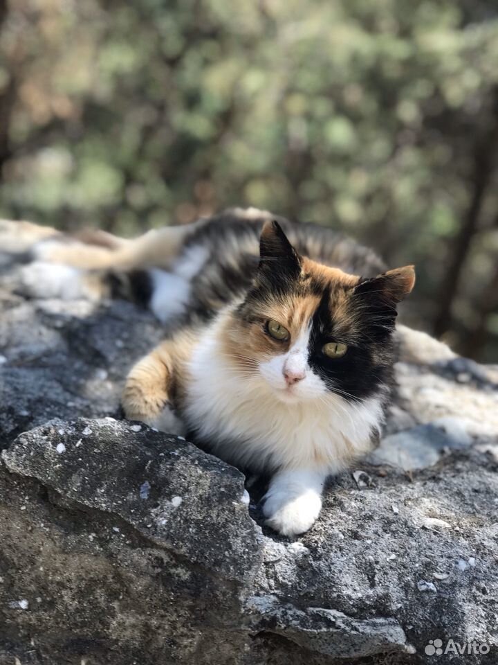 Кошка красотка в добрые руки