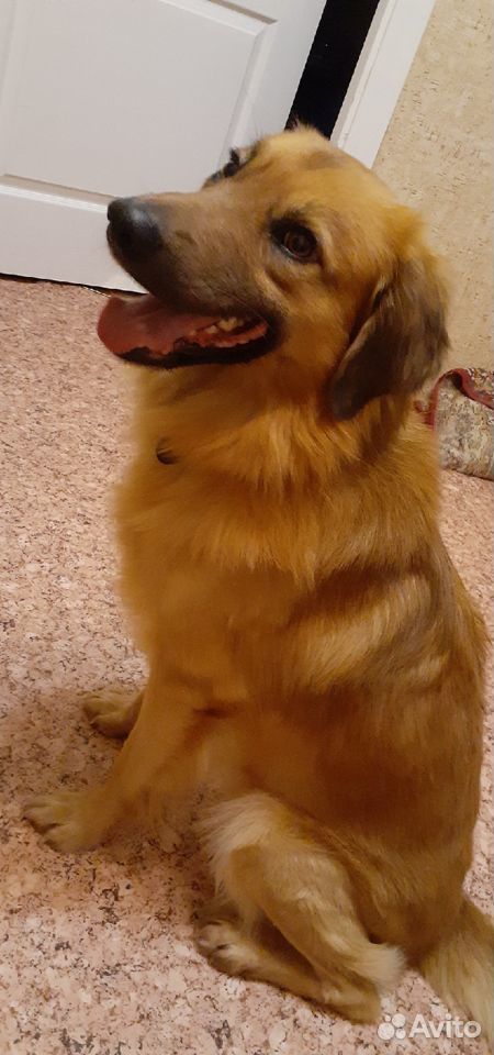 Красивый мальчуган в добрые руки