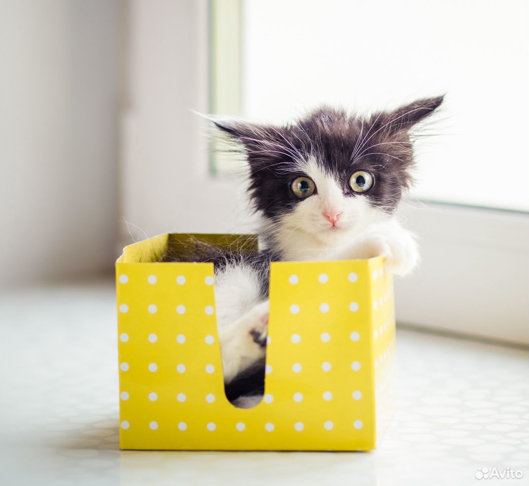 Котенок Робин ищет дом
