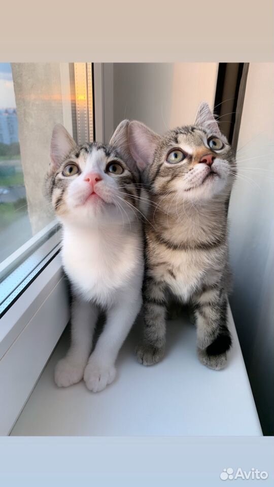 Котята 2,5 мес девочки