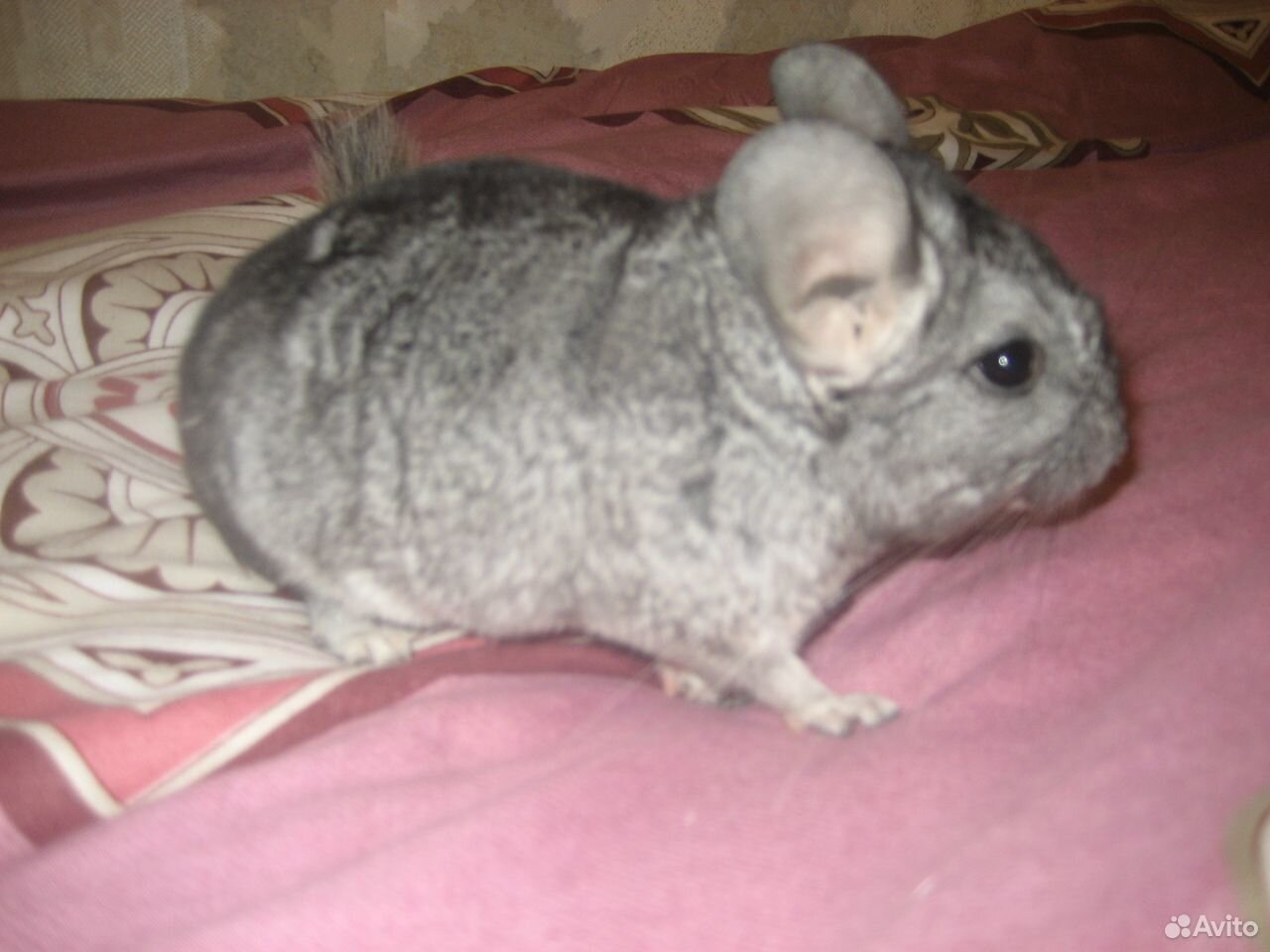 Шиншилленок