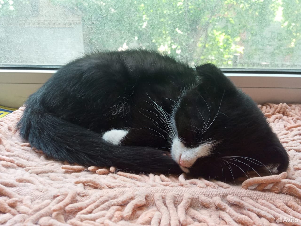Котёнок мальчик вислоухий