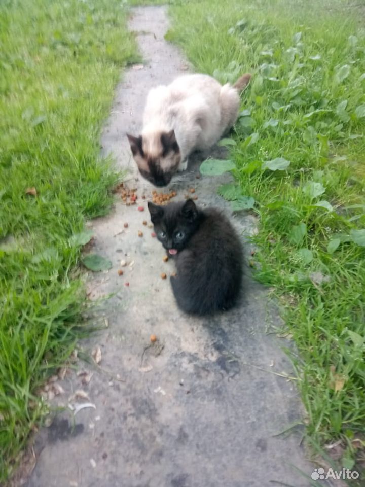 Котята в заботливые руки