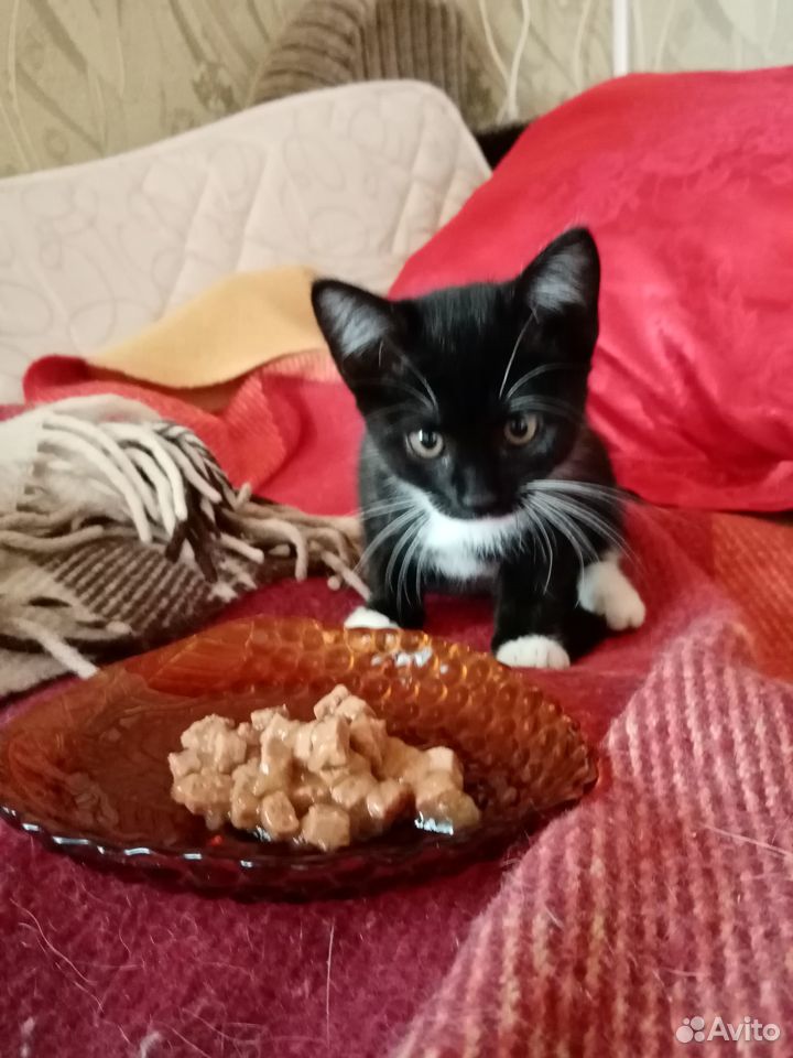 Чудный котенок в добрые руки