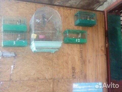 Щеглы,репела,чижики,овсянки