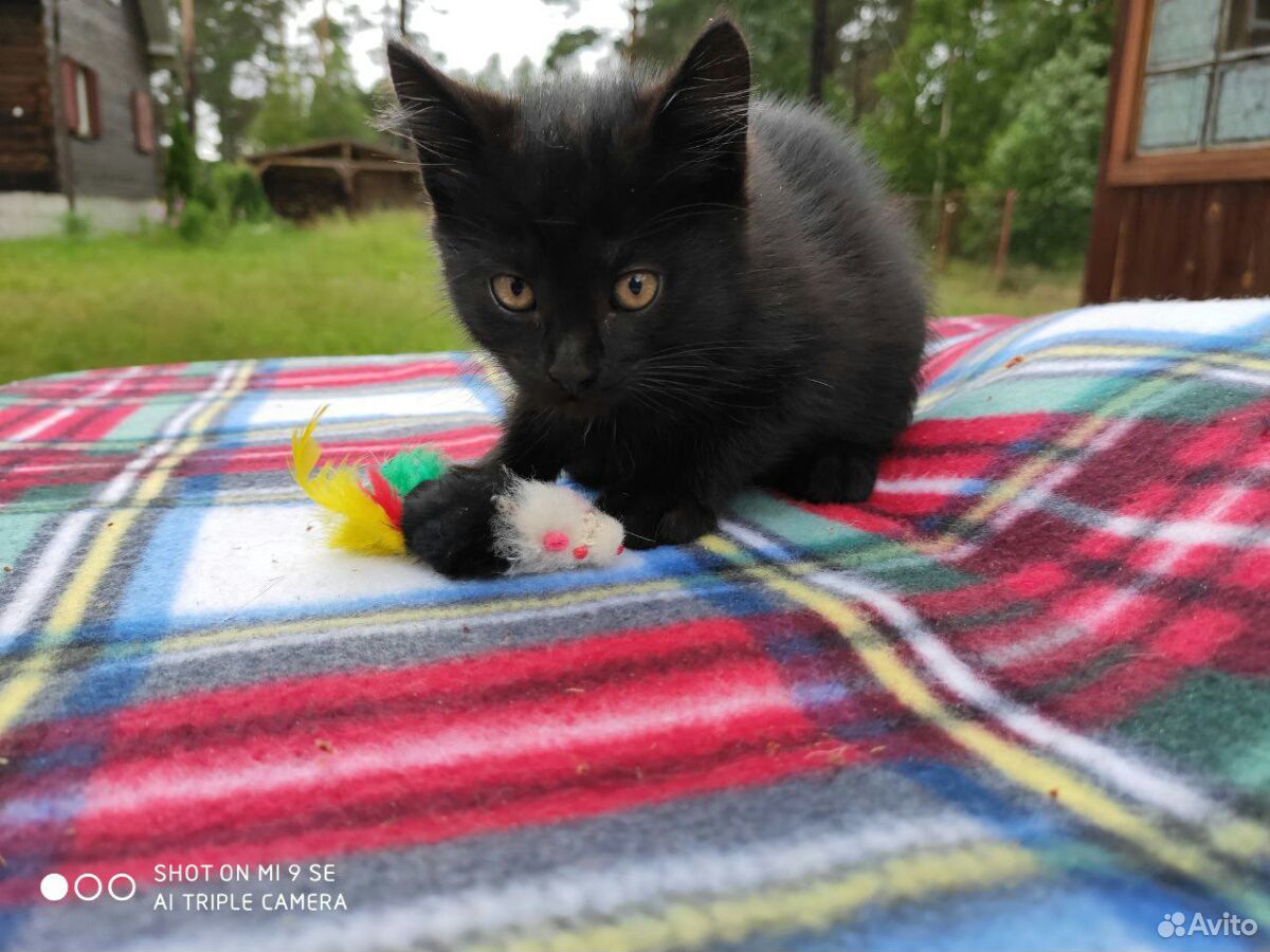 Котята (черныши)