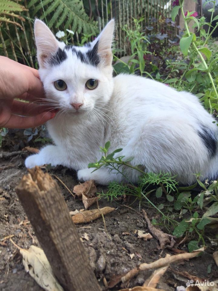 В добрые ручки