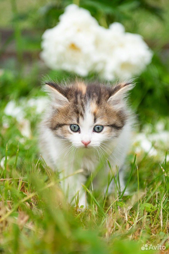 Котенок Софи