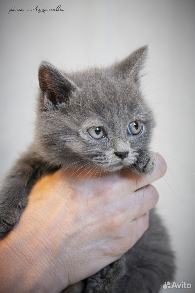 Котёнок,мальчик 3 месяца