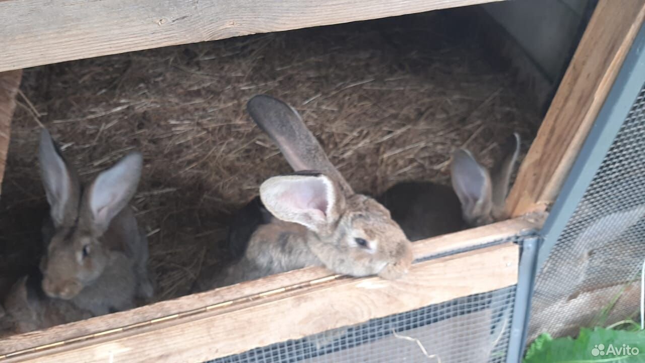 Кролики Бельгийские Великаны(Ризен) + новозеландцы