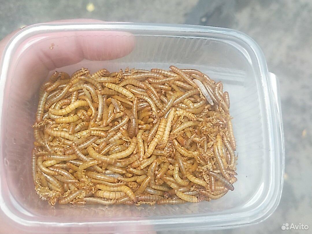 Мучной червь