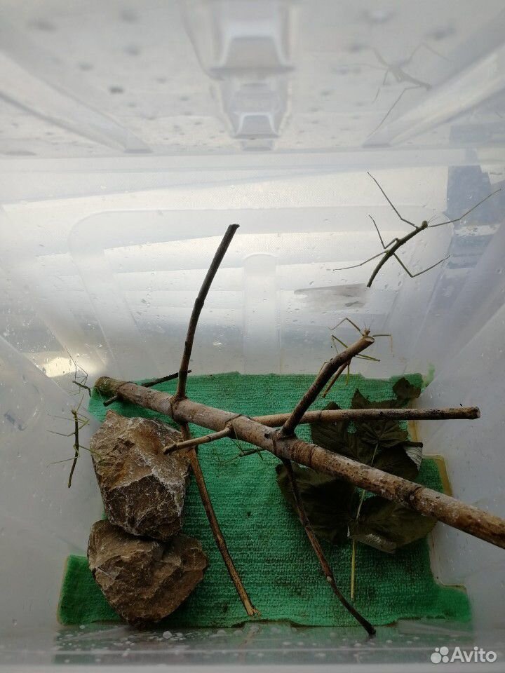 Ананские палочники (насекомые)