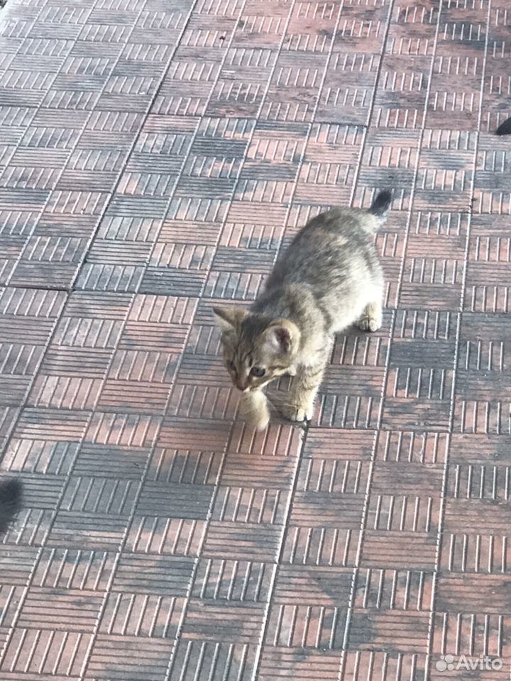 Маленькие котята 1-2 мес