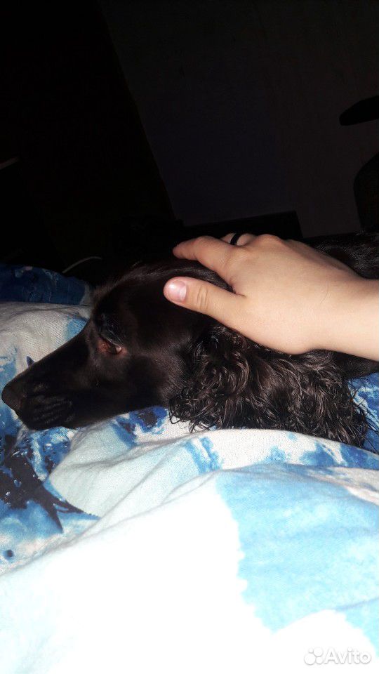 Мальчик ищет невесту