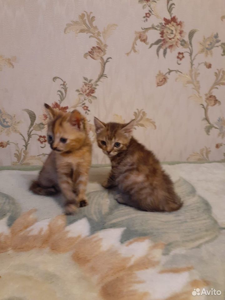 Шотландские котята