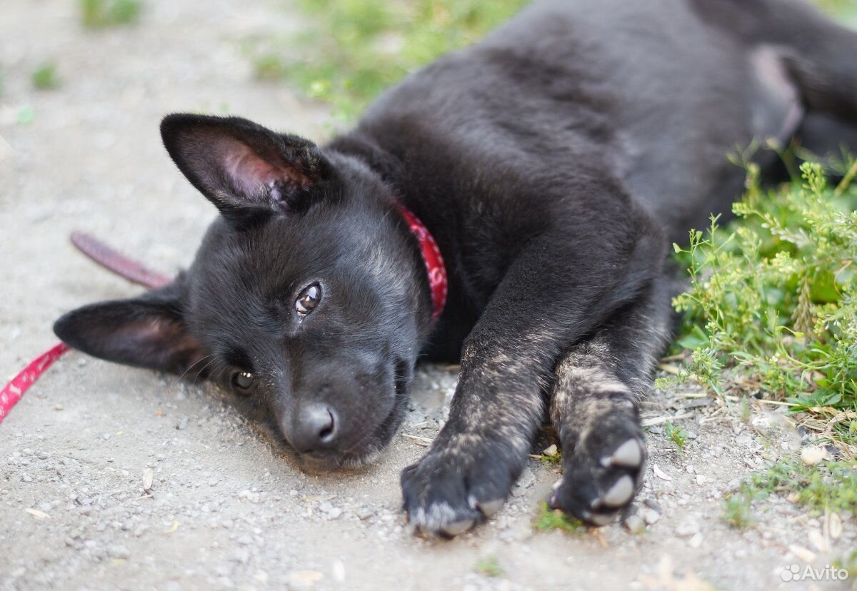 Щенок девочка, 3,5 месяца