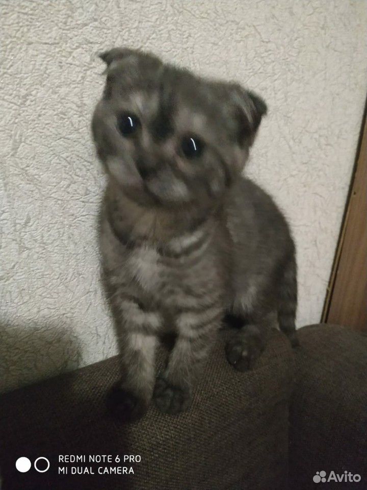 Шотландская