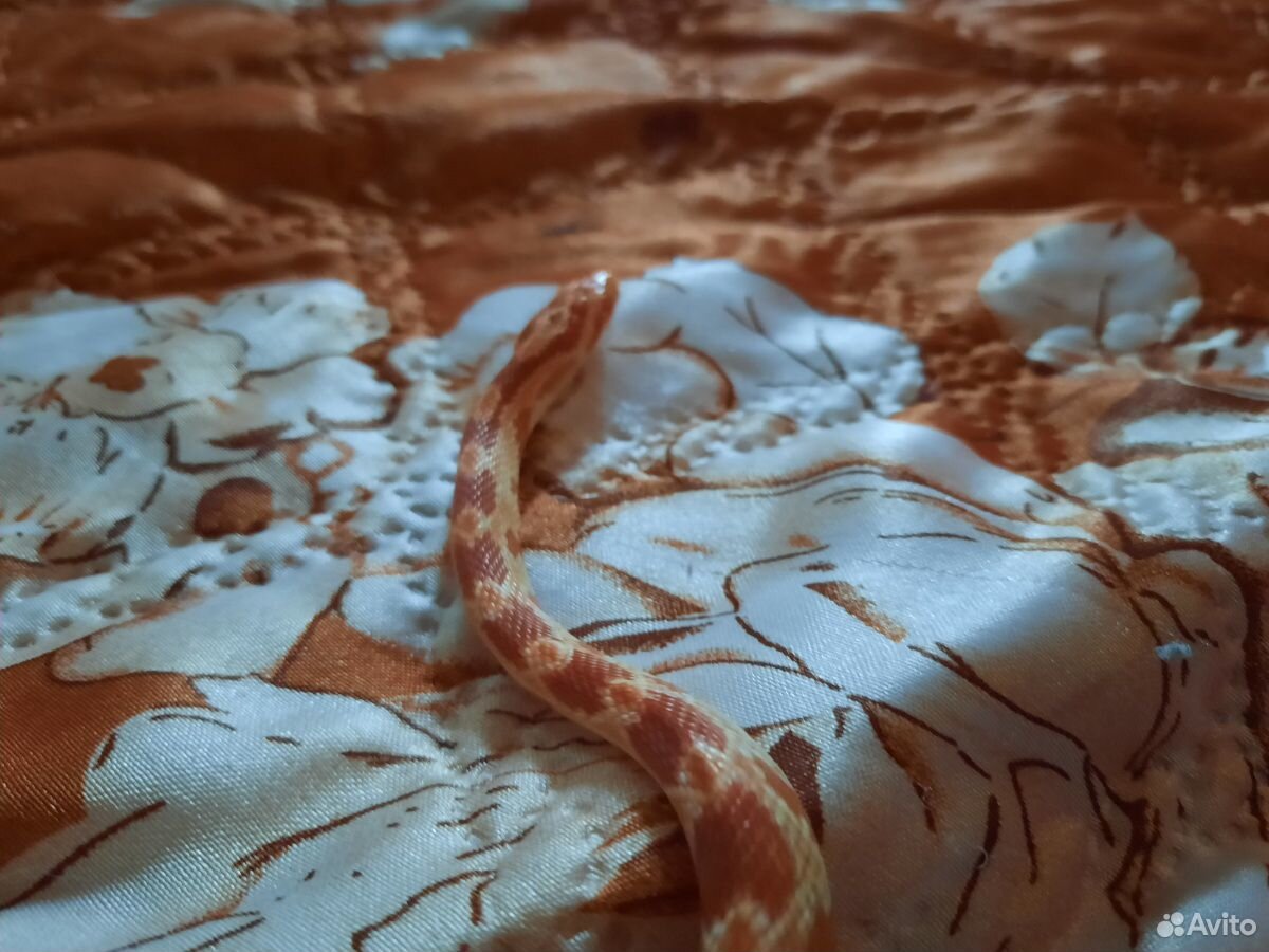 Маисовый полоз