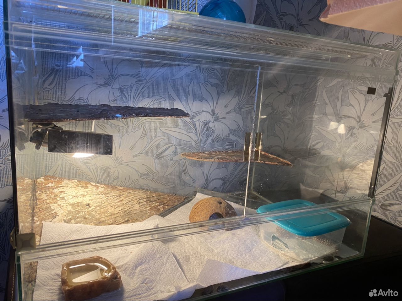 Эублефар с террариумом