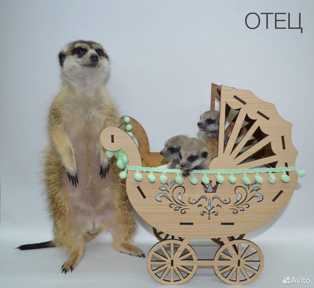 Щенки сурикатов Игоря и Марго