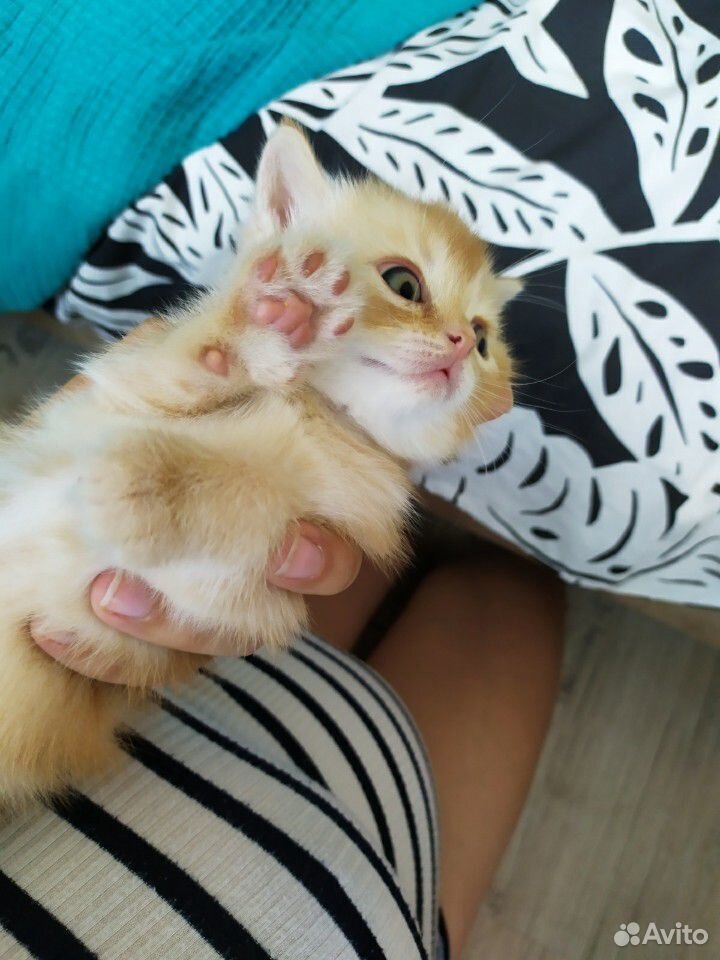 Шотландская