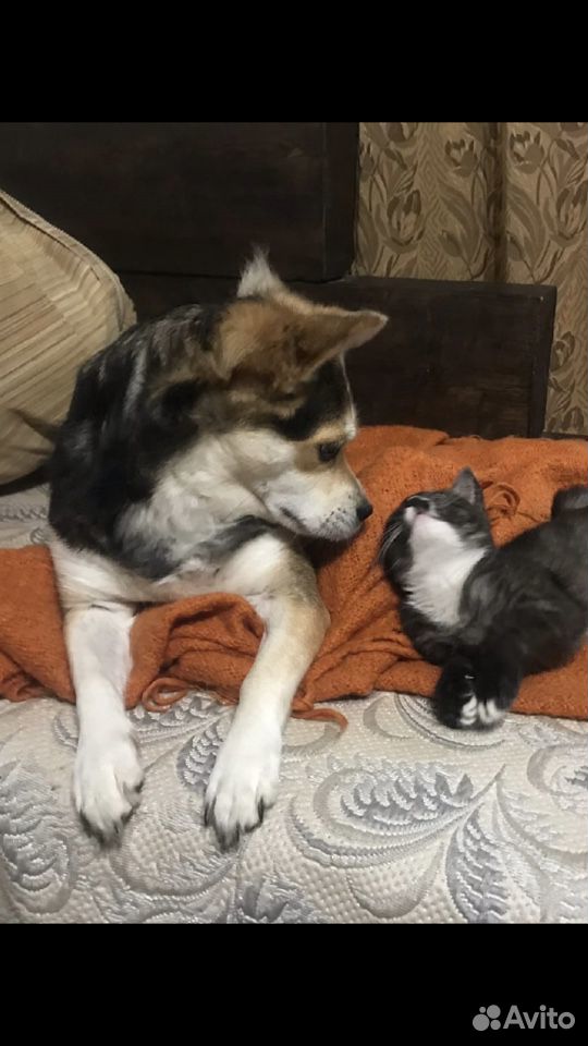 Котёнок девочка