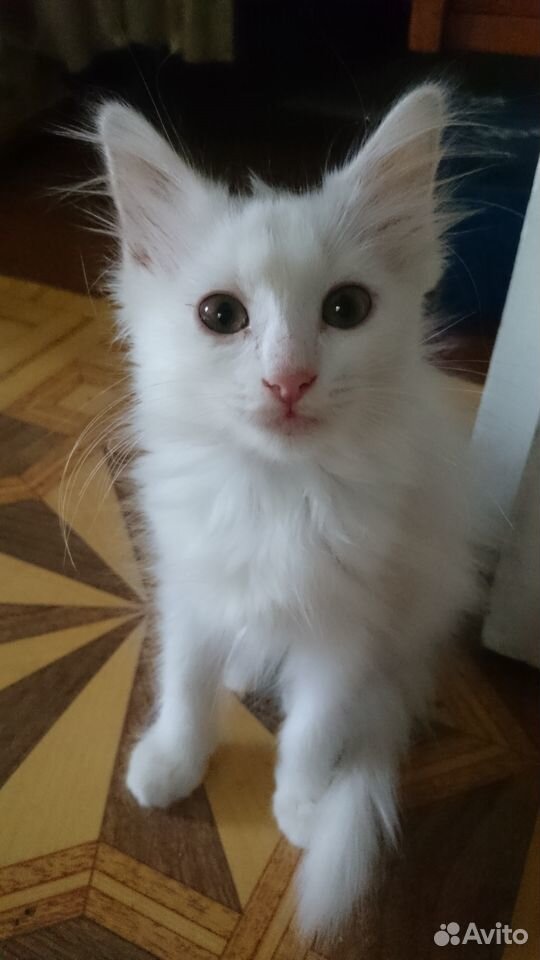 Котята Невской Маскарадной