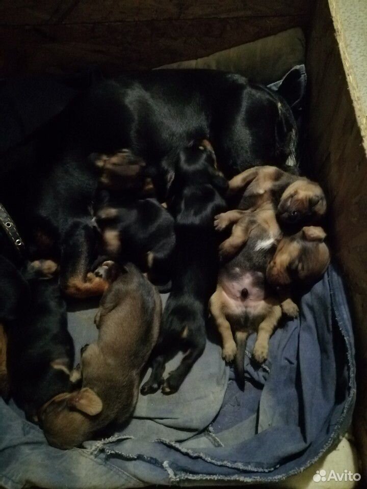 Щенки Таксы